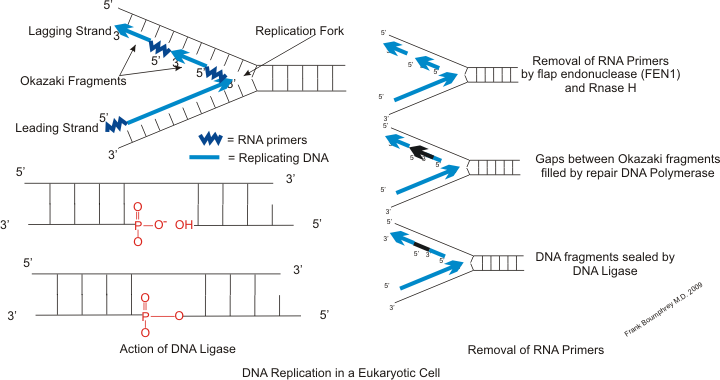 Replicação do DNA | resumov