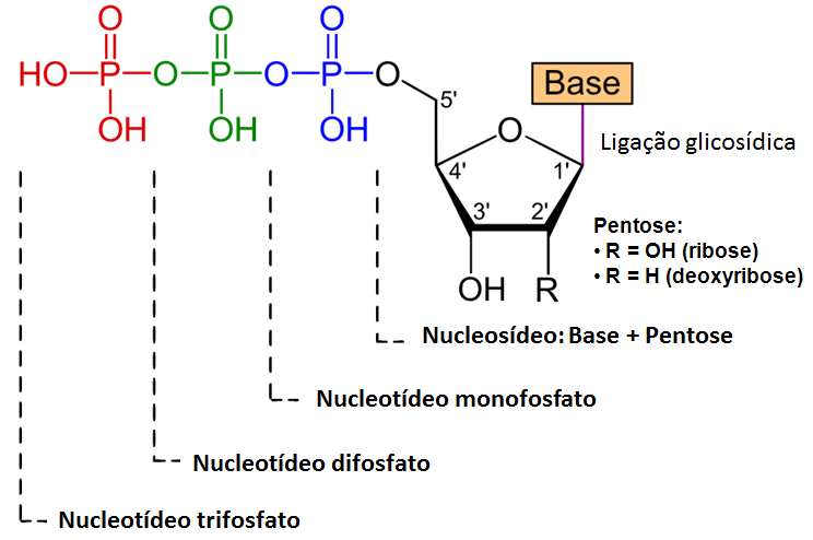 Ácidos nucleicos: DNA | resumov