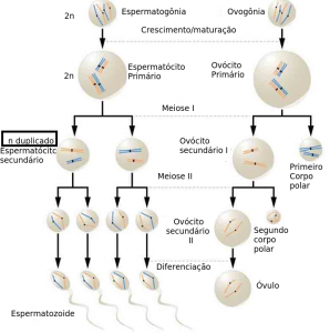 Fuvest 2015. Prova V. Questão 82. Gametogênese humana | resumov