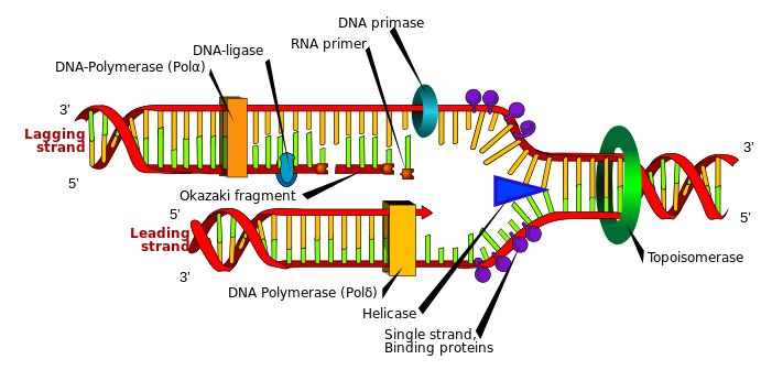 Replicação do DNA | resumov