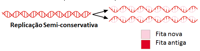 Replicação do DNA | resumov